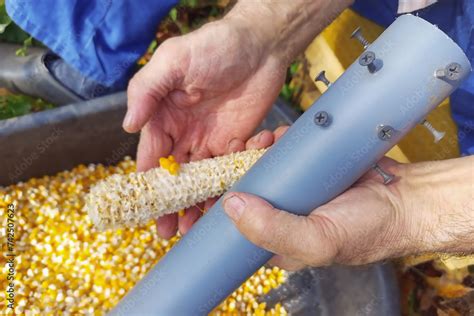 A Device For Separating Corn Kernels From The Cob Made With Your Own