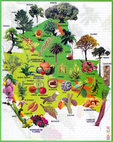 Flora Y Fauna De Bolivia