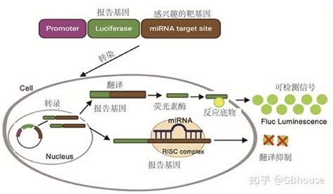 应知应会”双荧光素酶报告系统原理与实验操作 知乎