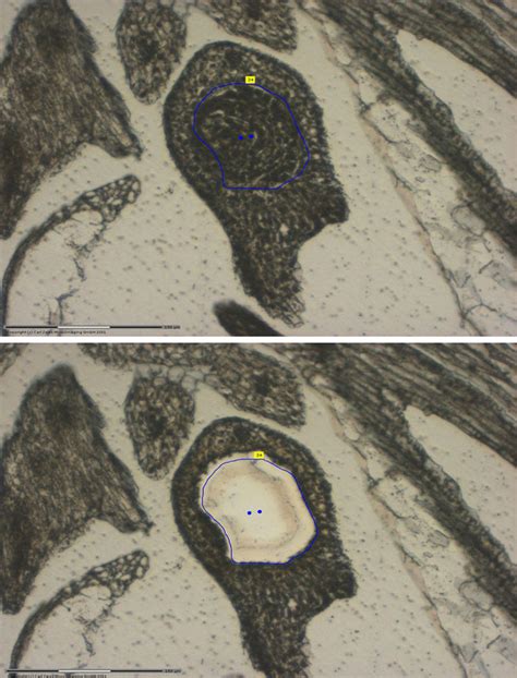 Laser Capture Microdissection Lcm Lab Ibbr Cnr