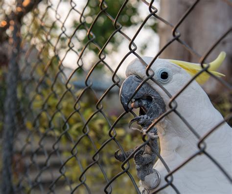 Can A Cockatoo Bite Your Finger Off Explained Animals Hq