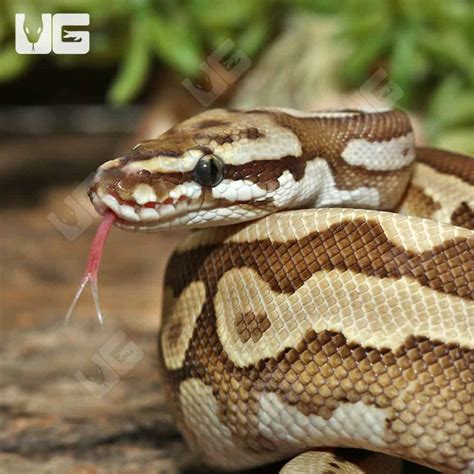 Baby Enchi Pied Ball Python For Sale Underground Reptiles