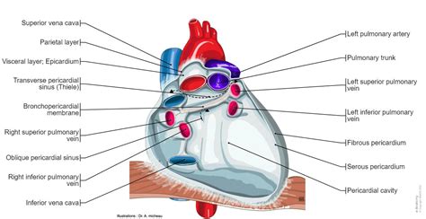 Transverse Pericardial Sinus