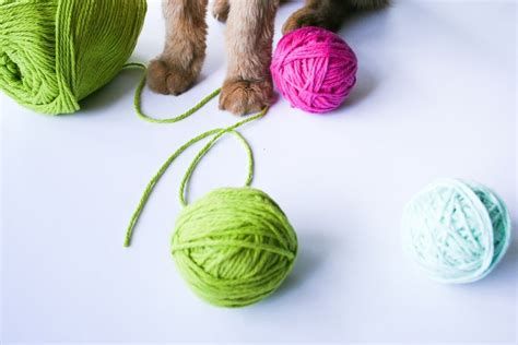 Diy Catnip Yarn Ball Salty Canary