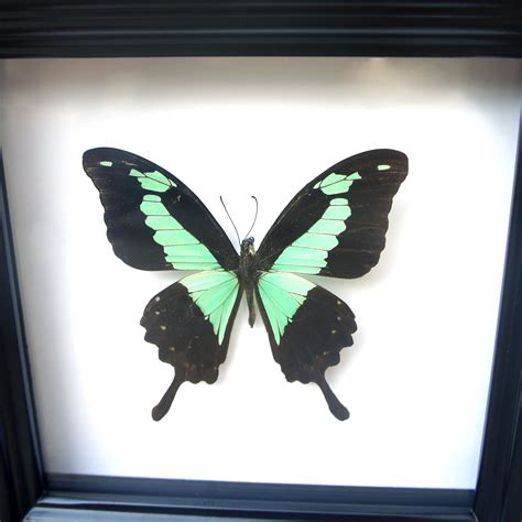 Papilio Phorcas Butterfly Shadow Box Asana Natural Arts Touch Of Modern