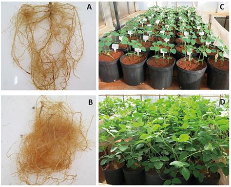 New Tool Shows Results In Controlling Different Nematodes In Soybeans Revista Cultivar