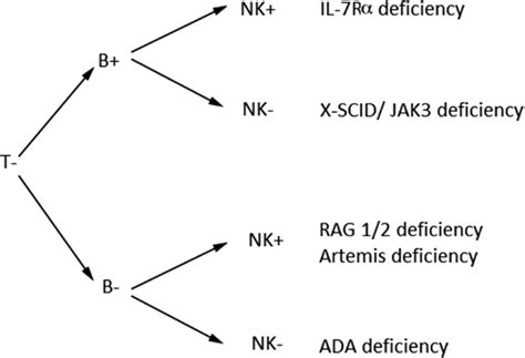 What Is Scid Disease Asseincredible