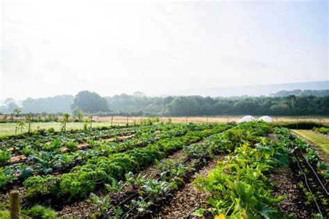 Organic Vs Conventional Which Farming Method Wins