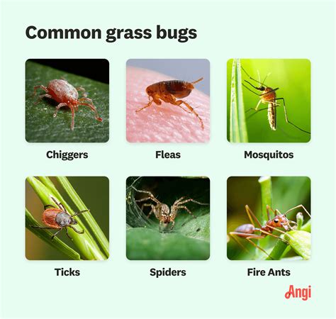 Chigger Bug Bites First Aid Treatment For Chiggers Hsi