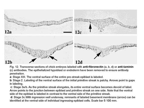 Formation Of The Two Layered Blastoderm Of The Chick Embryo презентация онлайн