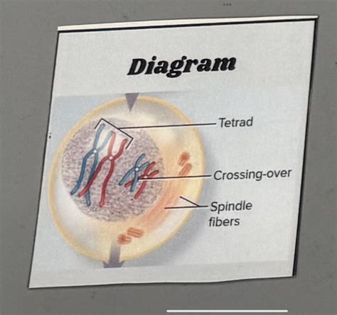 Meiosis Bio 308l Final Exam Flashcards Quizlet