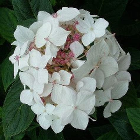 Hydrangea Macrophylla Lanarth White