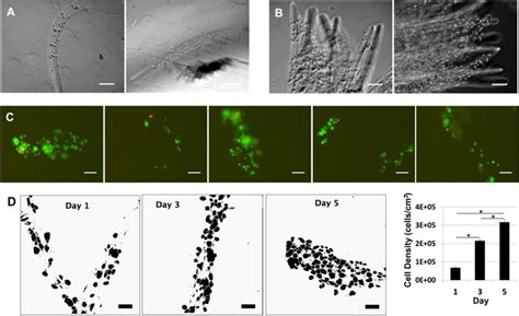 A Single Fibres With Cells Encapsulated Imaged Immediately After