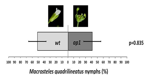 Phytoplasma Effector SAP54 Hijacks Plant Reproduction By Degrading MADS Box Proteins And