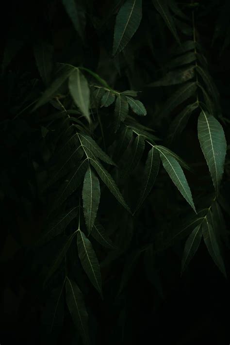 Leaves Aesthetic Wallpapers · 250 Backgrounds 🍃🌿🍁🌱