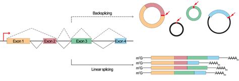 Linear Vs Circular Splicing Circular RNAs CircRNAs Are Formed From Download Scientific