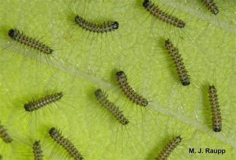 World Wide Webworm Fall Webworm Hyphantria Cunea — Bug Of The Week