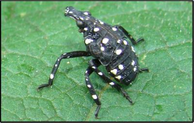 Homeowner Suggestions For Managing Spotted Lanternfly Vce