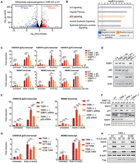 Tirr Inhibits The 53bp1 P53 Complex To Alter Cell Fate Programs
