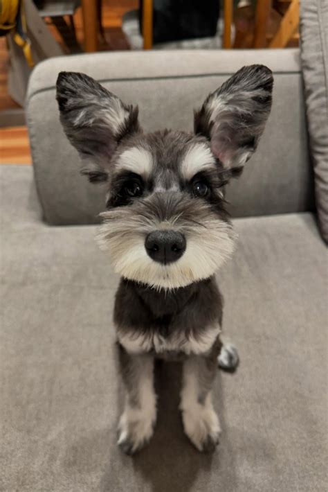 15 Cute Miniature Schnauzer Haircut With Pictures