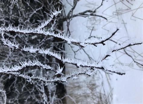 Q A Rime Ice Vs Hoar Frost SKY LIGHTS