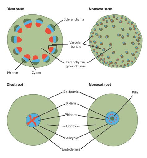 Anatomy Of Monocot And Dicot Stem I Need Help With As Compared To A Anatomy Of Monocot And Dicot Stem I Need Help With As Compared To A