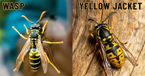 Wasp Vs Yellow Jacket