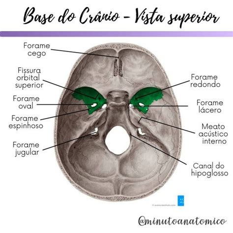 Minuto Anatômico 27 Forames Do Crânio Anatomia And Fisioterapia