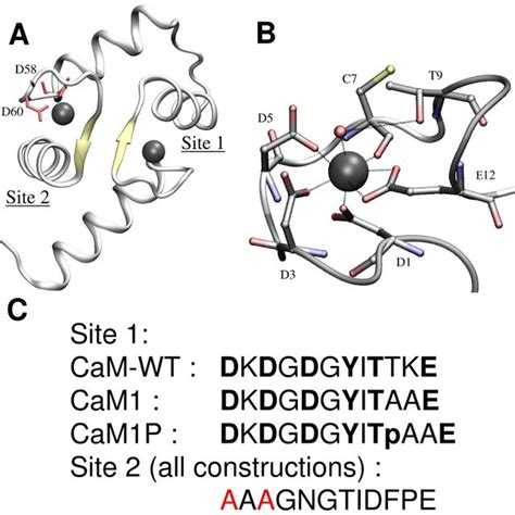 A Schematic Of The Calmodulin Domain 1 The Aspartate Residues That Download Scientific