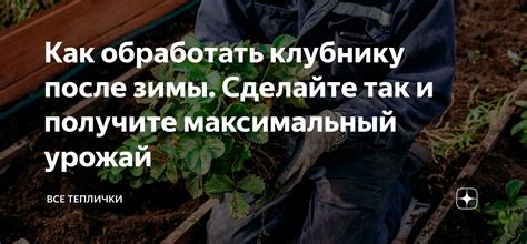 Как обработать клубнику после зимы. Сделайте так и получите ...