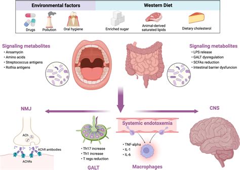 Figure 1 From The Role Of Human Microbiota In Myasthenia Gravis A Narrative Review Semantic