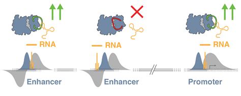 Enhancer Rna — The Bose Lab