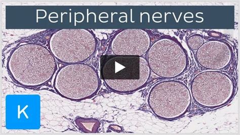 Free Nerve Endings Histology