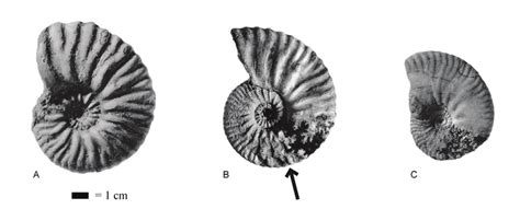 Intraspecific Variability Of Type 1 And 2 Exemplified With Some