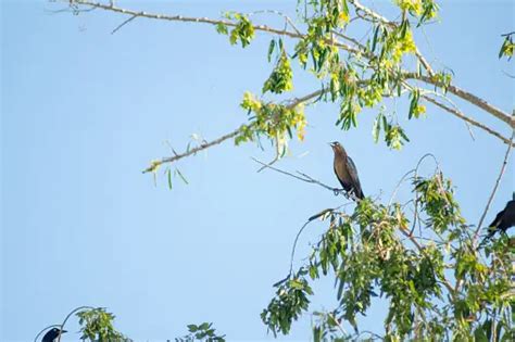 Imágenes De Zanate Mexicano Descarga Imágenes Gratuitas En Unsplash