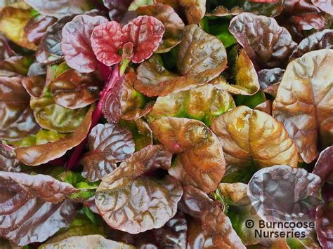 Ajuga Reptans Black Scallop From Burncoose Nurseries