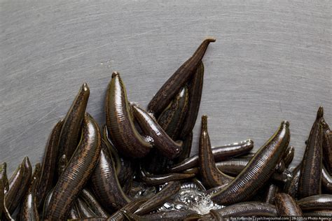 Пиявки — жизнь