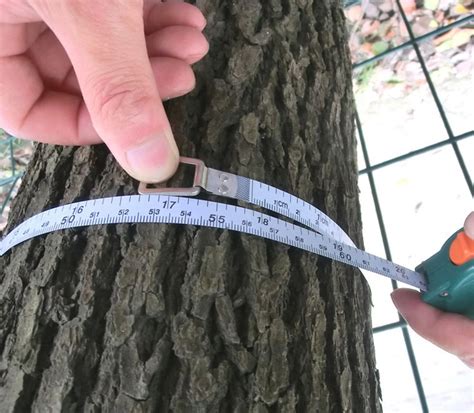 Measurement Trees Dbh Ruler Measuring Tree Strappi Vicedeal