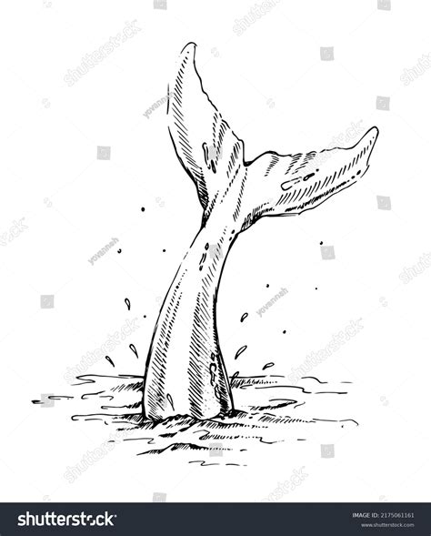 Moby Dick Drawing A Good Story Moby Dick Drawing A Good Story