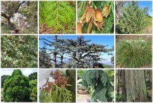 17 Different Types Of Cedar Trees And Their Identifying Features