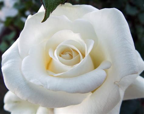 Rose White Macro Free Photo On Pixabay