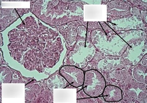 Renal Cortex Slide Even More Zoomed In Diagram Quizlet