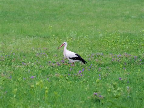 백색 황새 목초지 Pixabay의 무료 사진