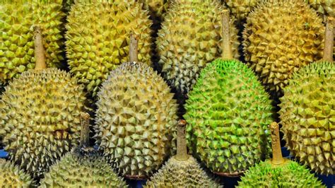 首批国产榴莲本月上市，金枕榴莲大降价！“10元3斤”不远了？专家预判价格区间