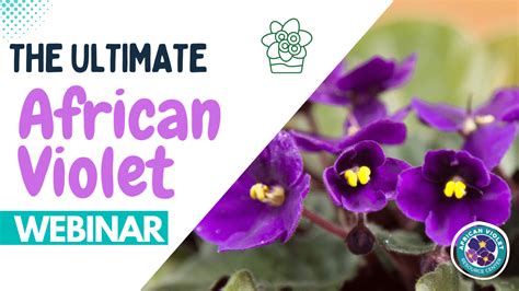 Our Webinar African Violet Resource Center