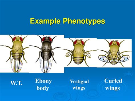 Ppt Drosophila Genetics I Powerpoint Presentation Free Download Id