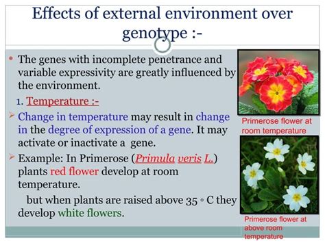 Genotype Environment Interaction How Environment Effect The Genotype