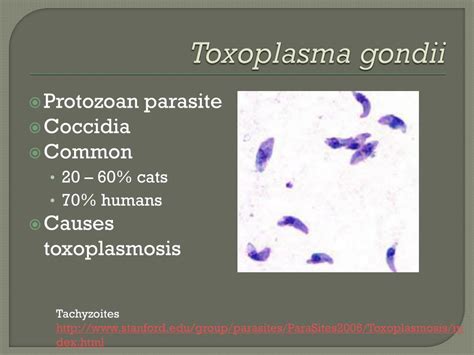 Ppt Toxoplasma Gondii Powerpoint Presentation Free Download Id1776907