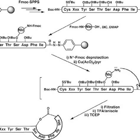 Scheme 1 Cleavage Of The Aryl Hydrazide Linker Under Mild Oxidative Download Scientific