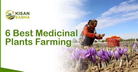 6 Best Medicinal Plants Farming